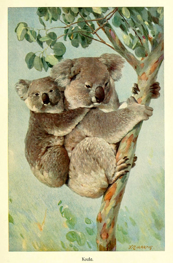 Koala Bear Print Australian Animal Picture Animals Wall Art - Etsy