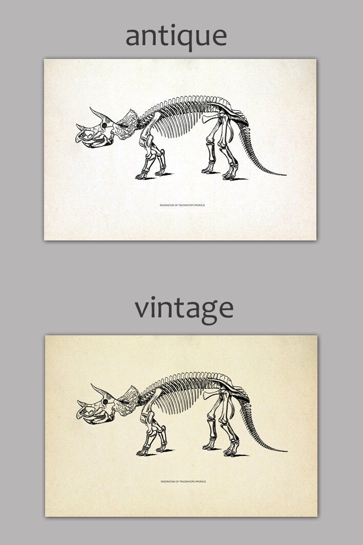 Dinosaur Print Dinosaur Skeleton, Anatomy Fossil Print Set of 6 ...
