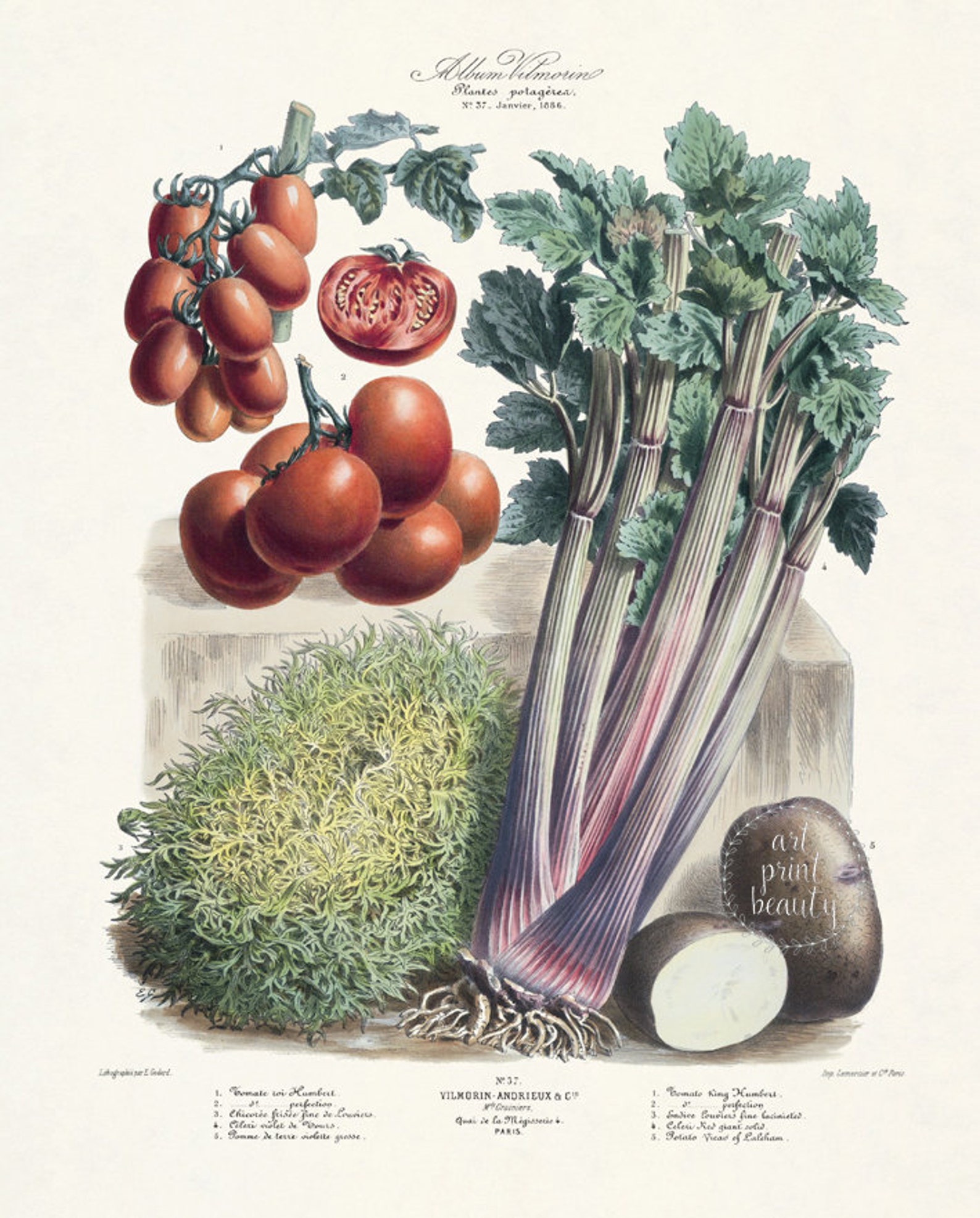 Set of 3 Vegetables Print Kitchen Decor Large Size Poster - Etsy