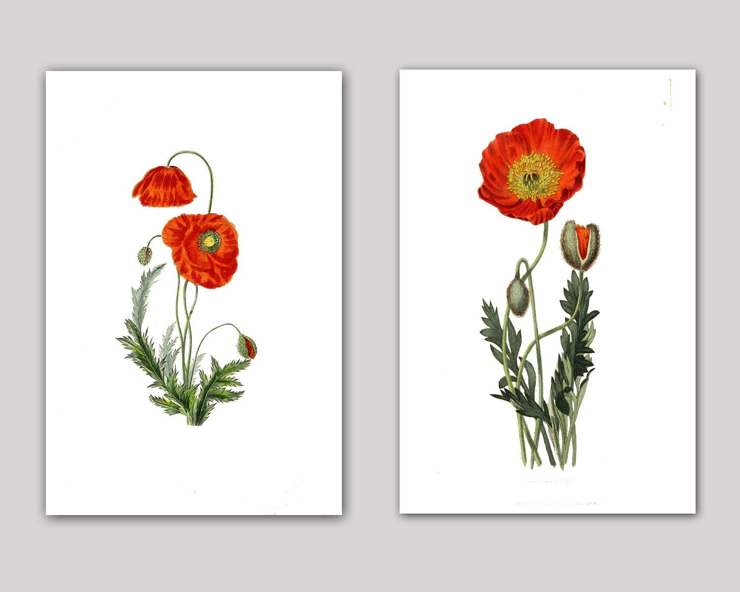 Poppy Flower Print Set of 2 Botanical Antique Illustration | Etsy