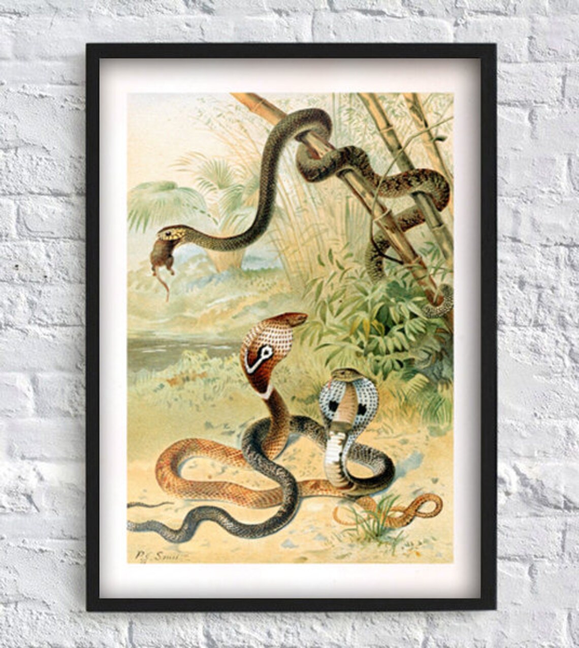 Snake Vintage Wall Art Poster - Reptiles Natural History Home Decor ...