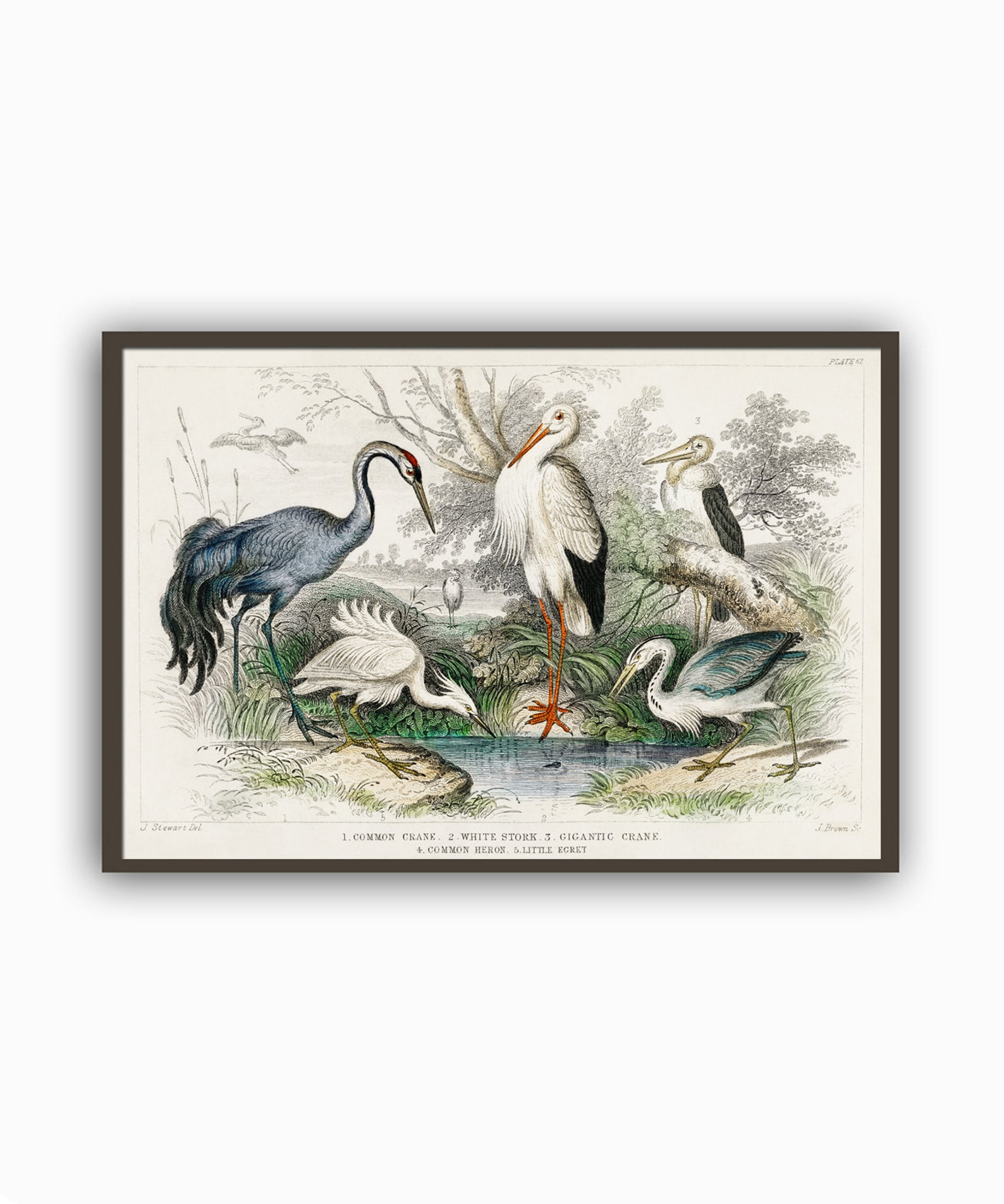 Bird Poster Print, Bird Large Scale Wall Art Decor, Bird Illustration ...