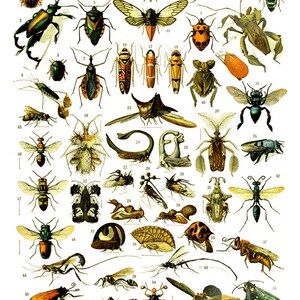 Insects Print Set of 2, Large Wall Decor, Science Poster, Entomology ...