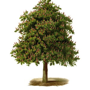 Chestnut Tree Art Print, Home Decor, Tree Antique Botanical ...