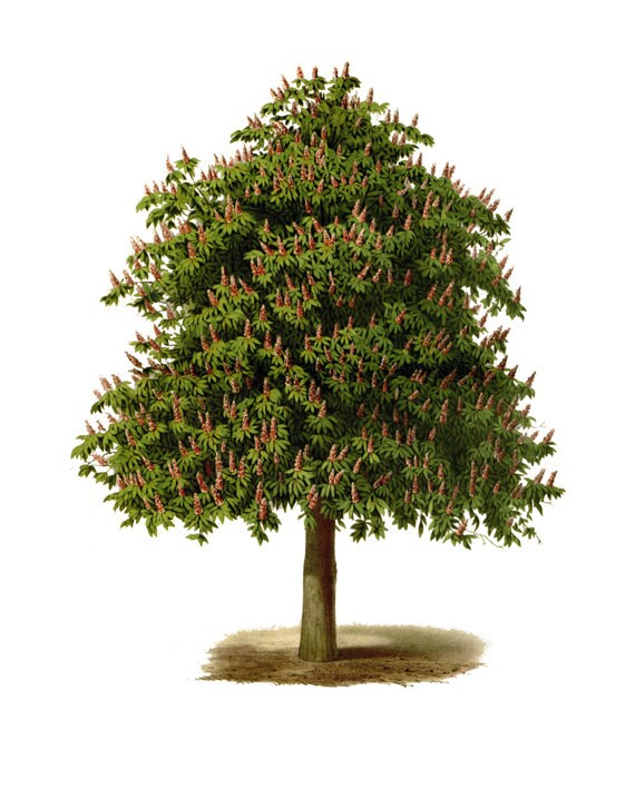 Chestnut Tree Art Print Home Decor Tree Antique Botanical - Etsy