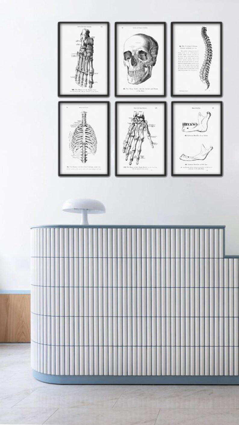 Human Skeleton Bones Print Set of 6 Human Skull Wall Art - Etsy