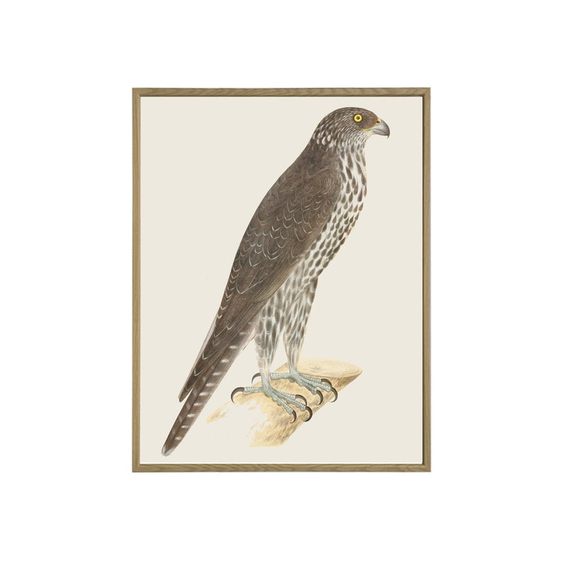 Gyr Falcon Bird Print Large Wall Art Decor Vintage Collection Bird ...