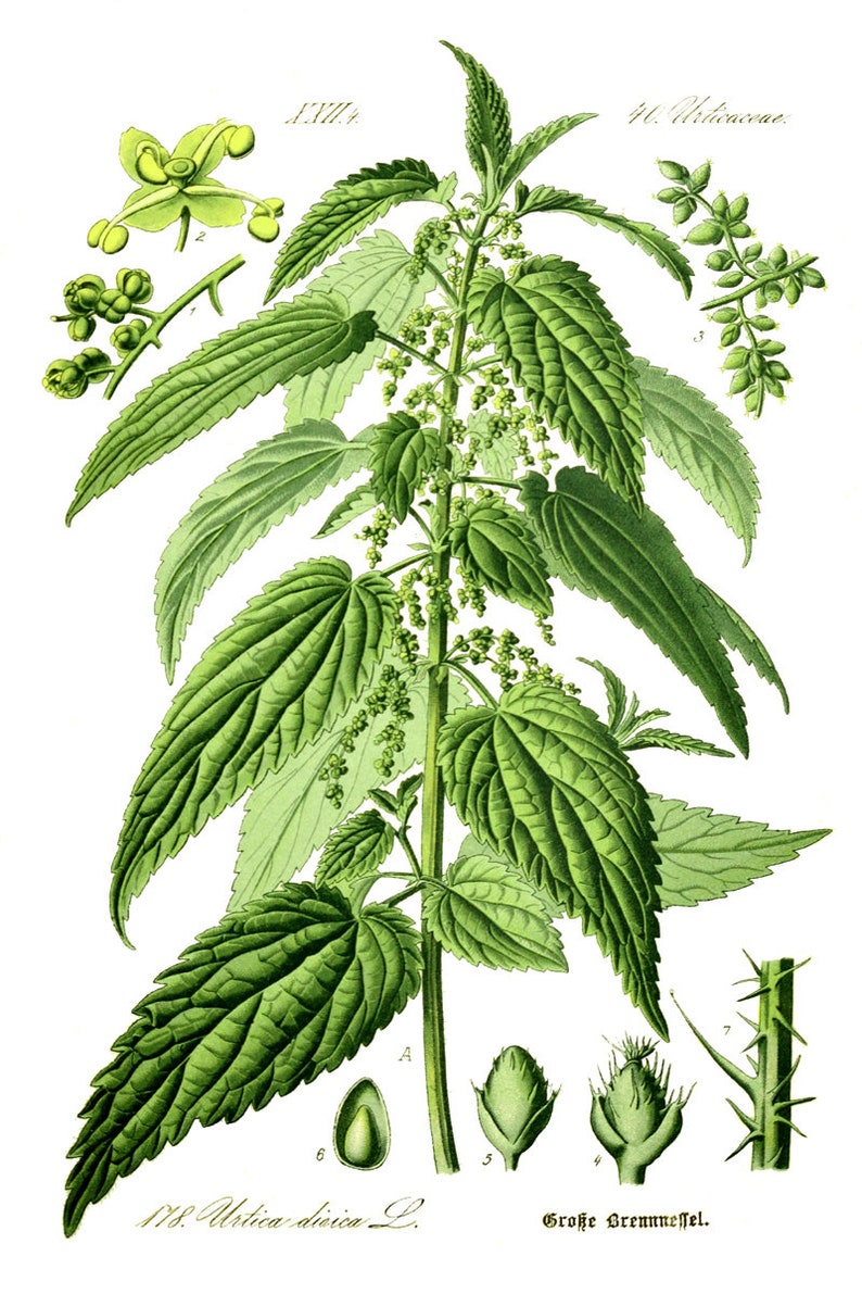 Nettle Print Botanical Illustration Green Plant Wall Art - Etsy
