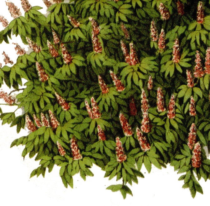 Chestnut Tree Art Print Home Decor Tree Antique Botanical - Etsy