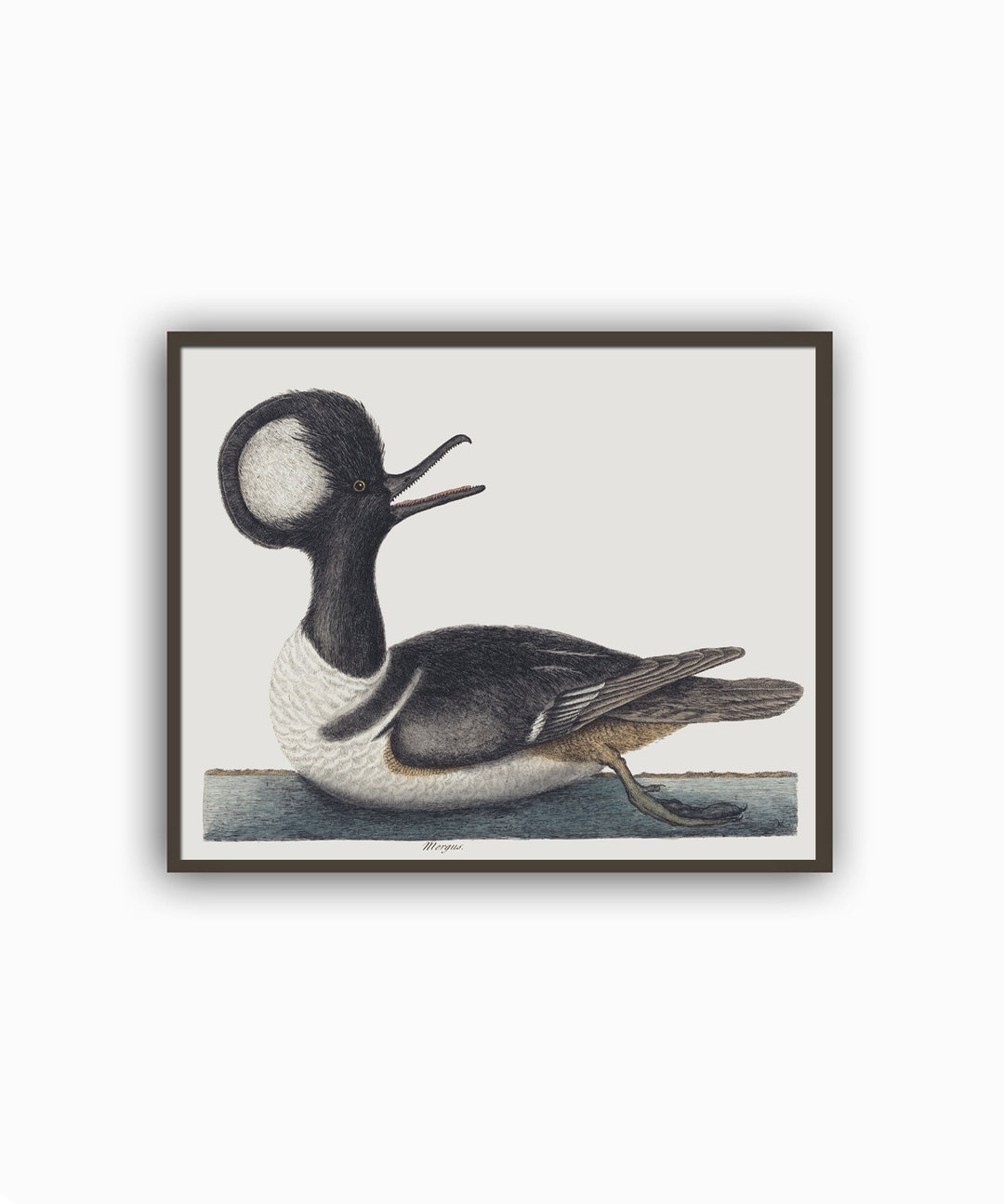 Duck Print, Bird Poster, Bird Wall Decor, Antique Illustration Print ...