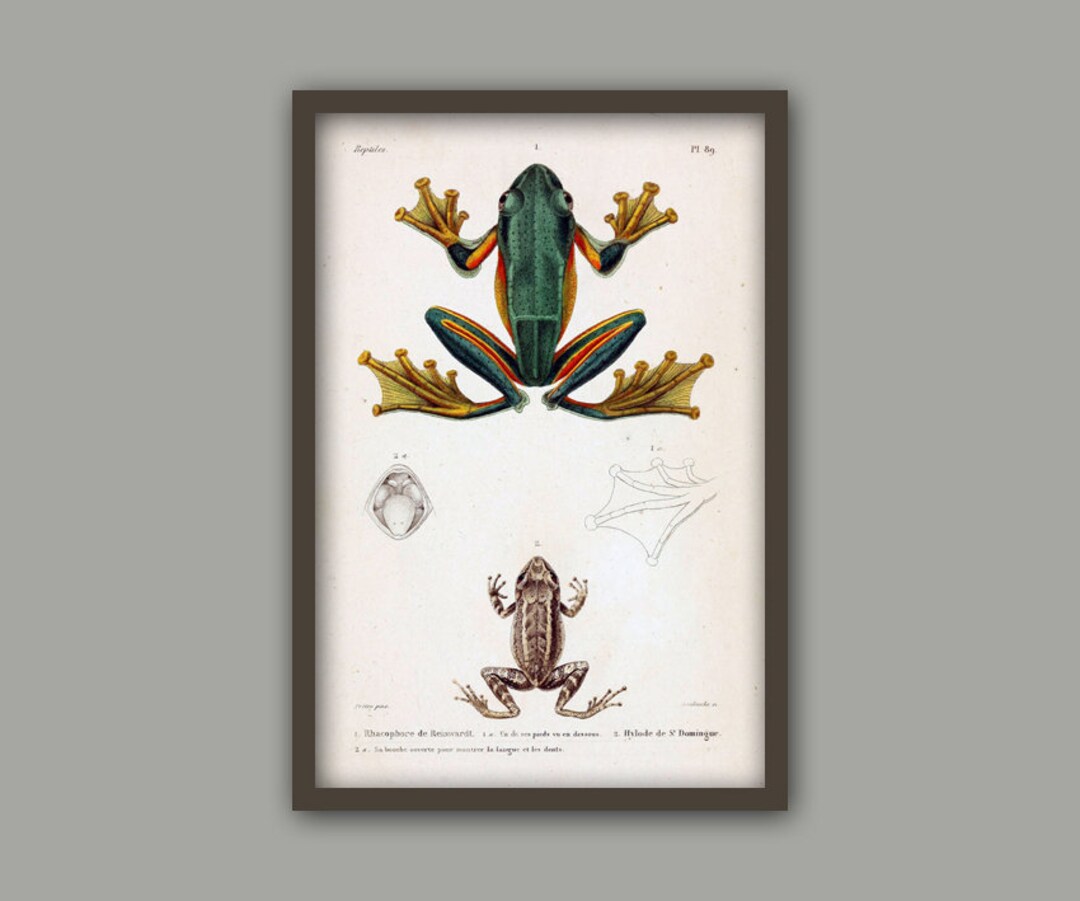 Green Frog Print, Antique Frog Book Plate Illustration, Frog Biology ...