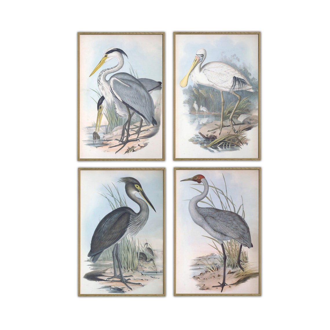 Birds Prints Set of 4 Large Bird Illustration Living Room - Etsy