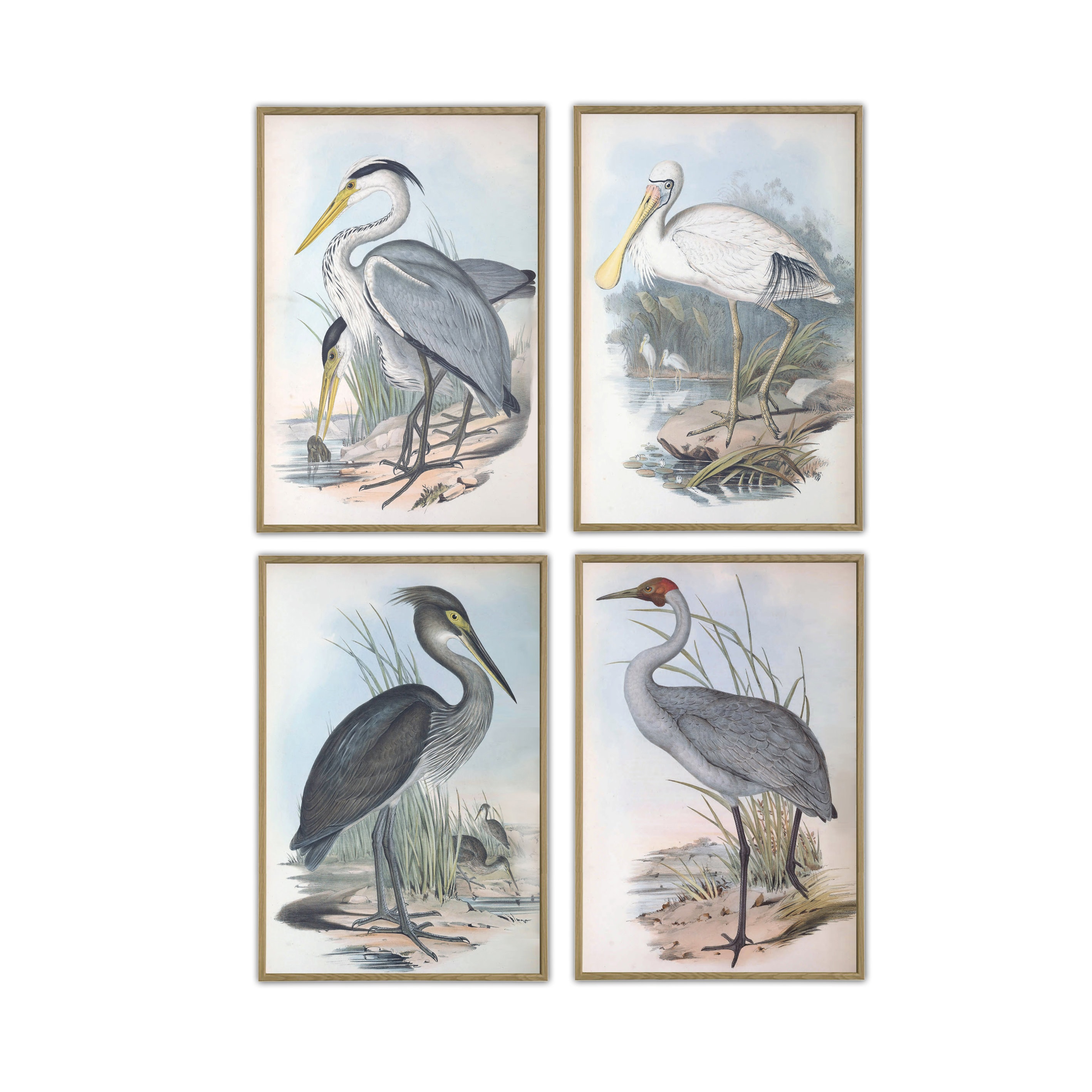 Birds Prints Set of 4 Large Bird Illustration Ornithology | Etsy