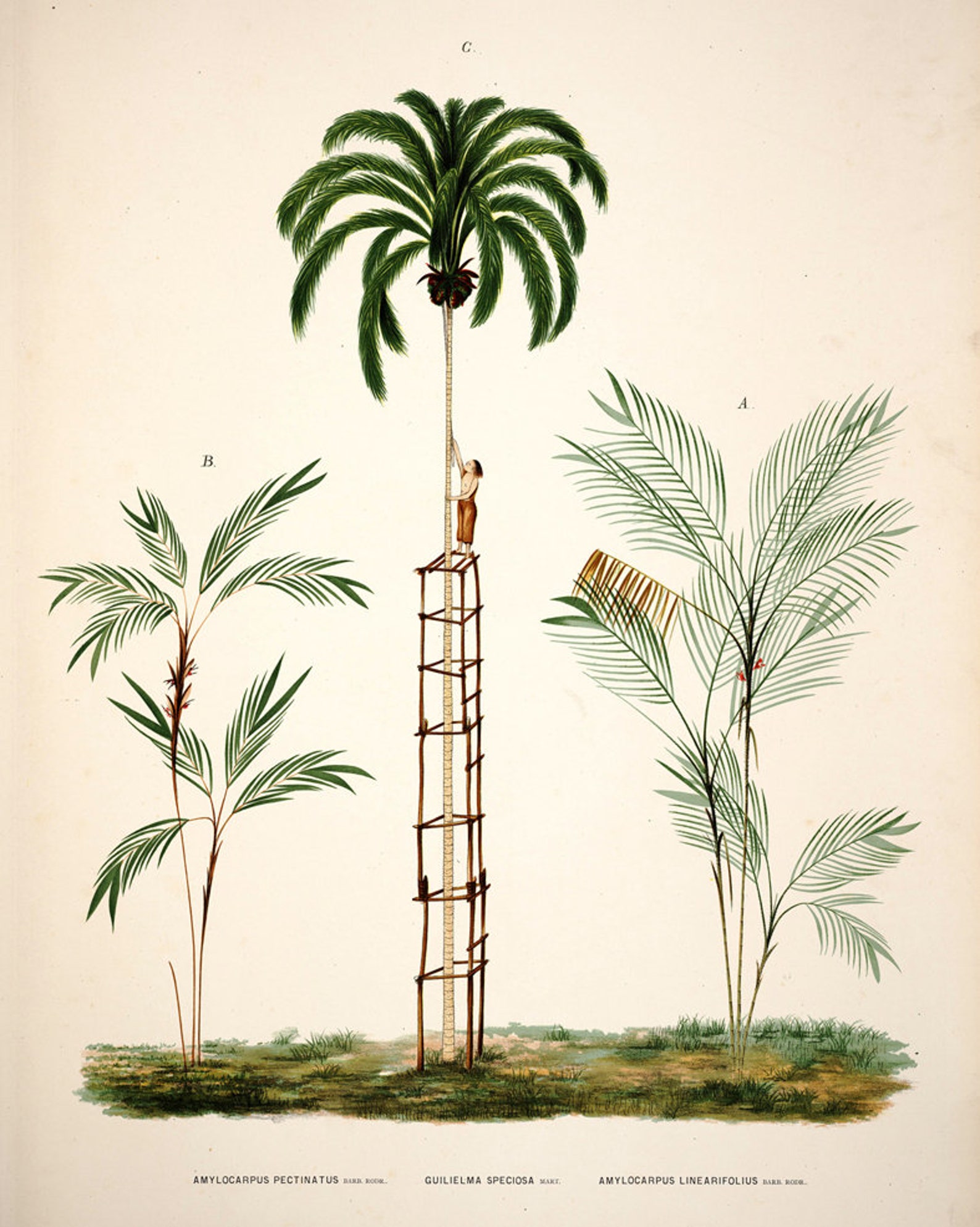 Palm Tree Botanical Print Palm Home Decor Palm Wall Art - Etsy