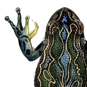 Frogs Print Reptiles Illustration Amphibian Poster Bathroom Decor ...