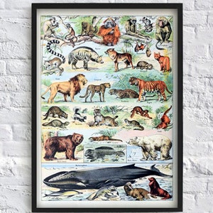 Animal Print, Animals Poster, Biology Science Poster, Animals Vintage ...