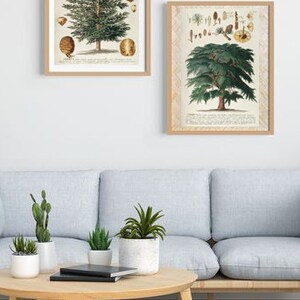 Trees Print Set of 2, Antique Botanical Illustration Wall Decor, Cedar ...