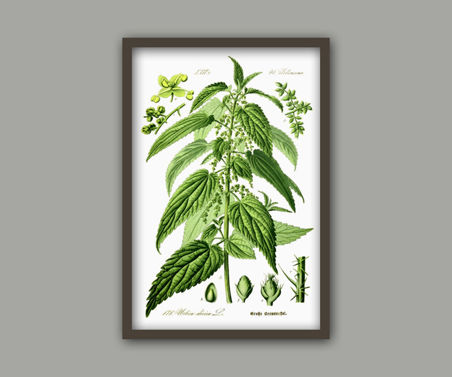 Nettle Print Botanical Illustration Green Plant Wall Art - Etsy