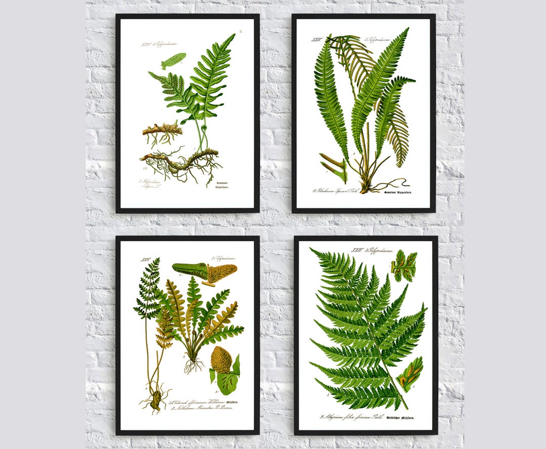 Fern Print Botanical Fern Poster Fern Illustration Print Set of 4 Fern ...