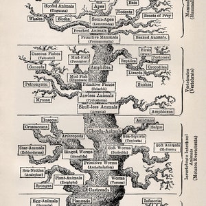 Evolution Man Tree Print - Tree of Life Print - Wall Art Decor ...