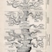 Evolution Man Tree Print Tree of Life Print Wall Art Decor Pedigree of ...