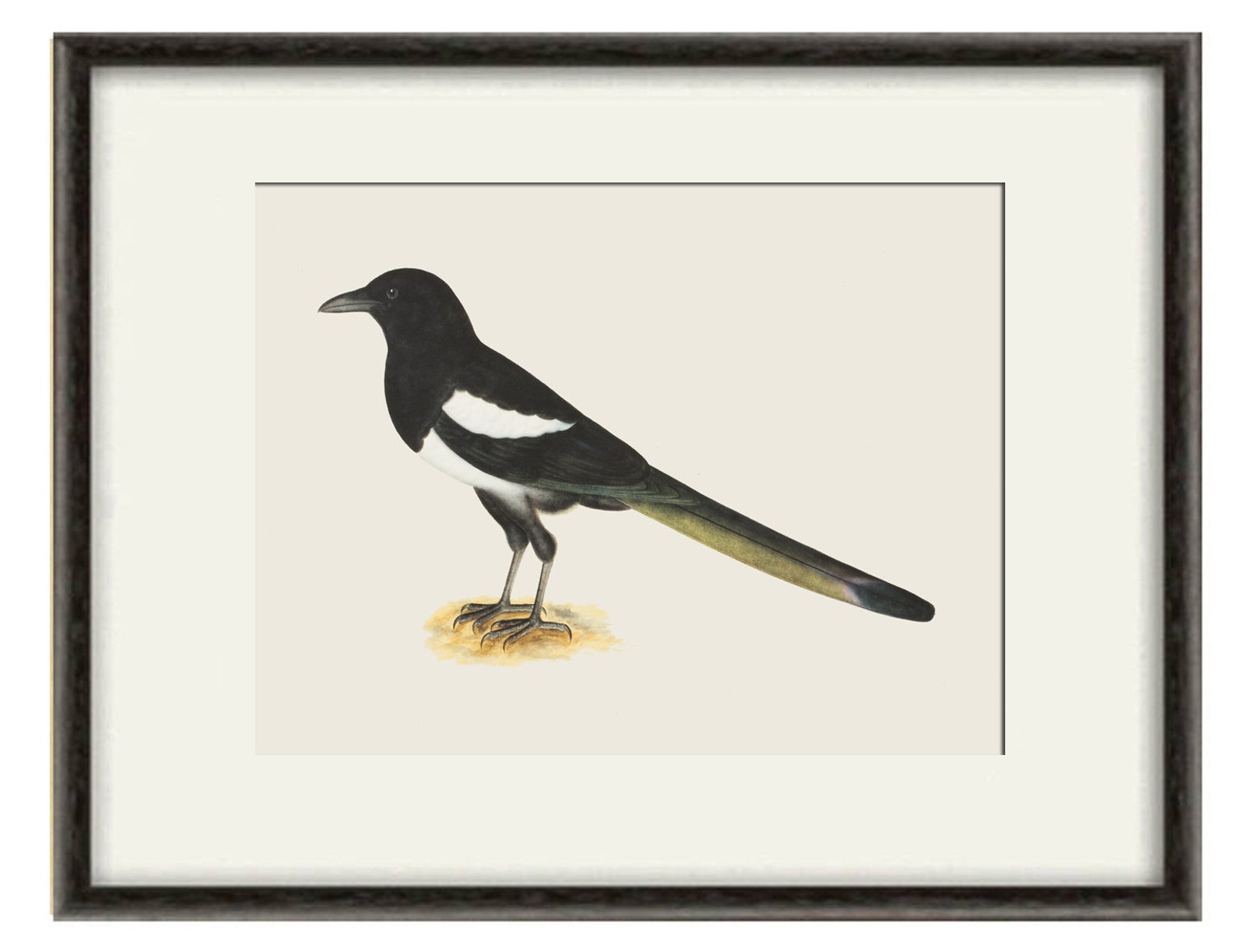 Magpie Bird Print Large Wall Art Decor Swedish Bird Vintage | Etsy