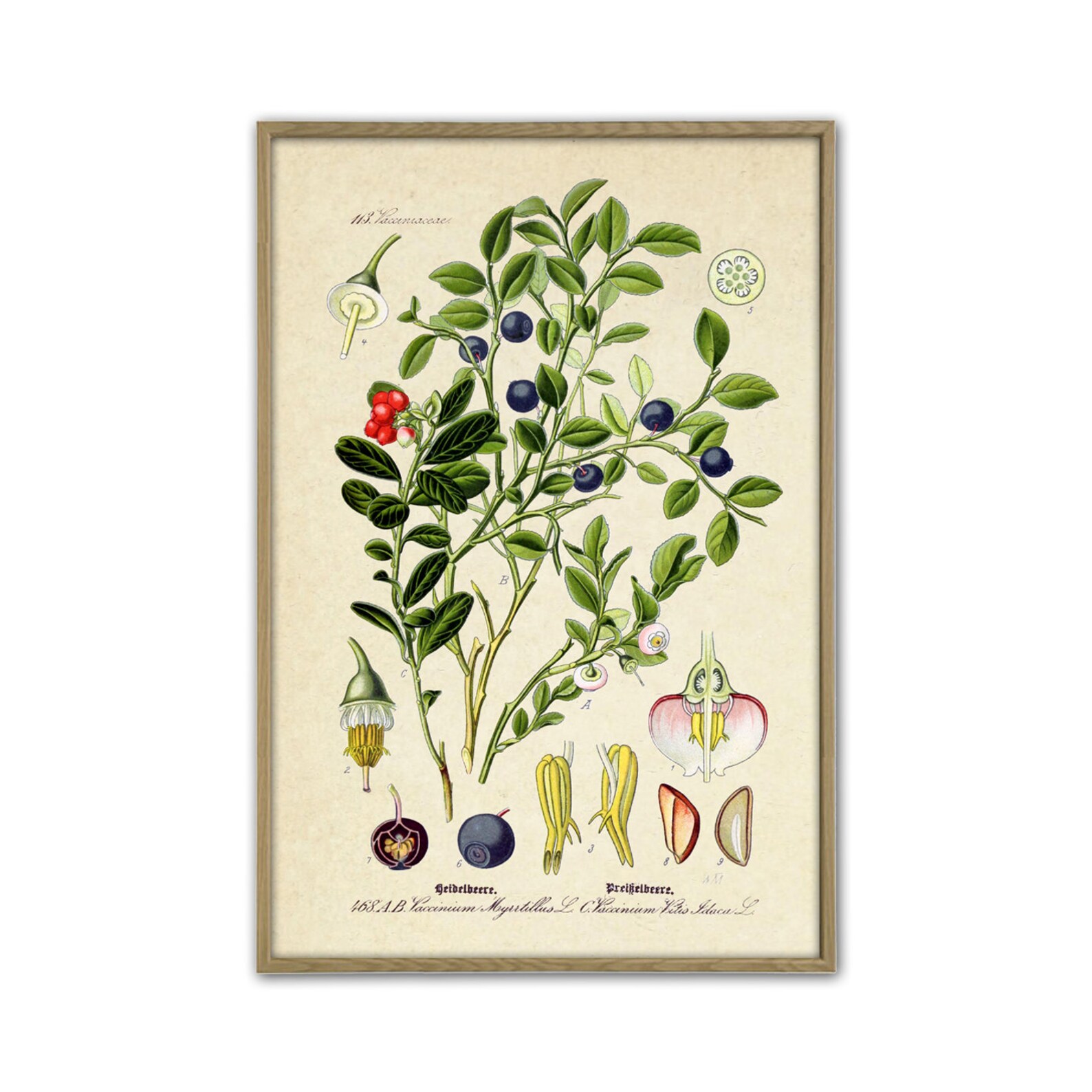 Berry Print Kitchen Wall Art Decor Botanical Illustration - Etsy