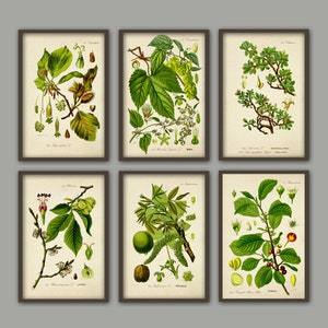 Tree Print Set of 6 Wall Art Decor Botanical Print Large Scale Green ...