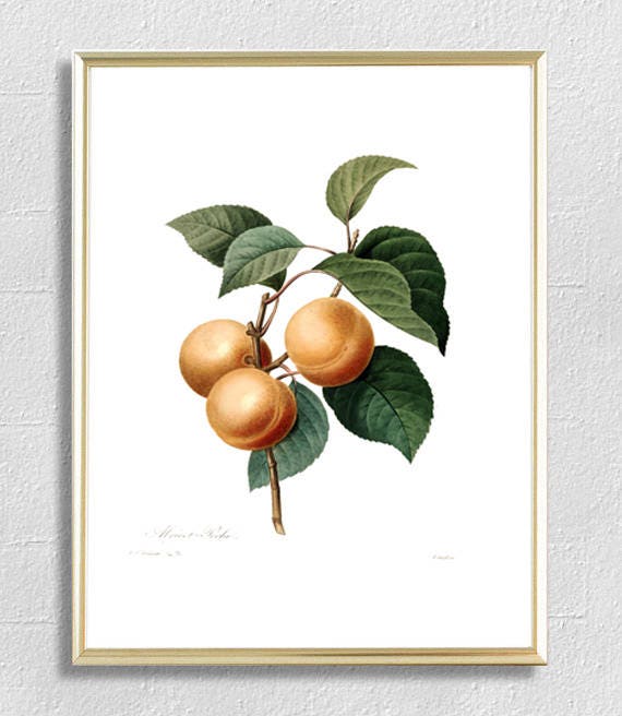 Fruit Wall Art Print Fruit Kitchen Decor Fruit Botanical | Etsy