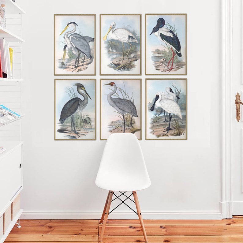 Large Birds Prints Set of 6 Wall Art Decor Ornithology - Etsy