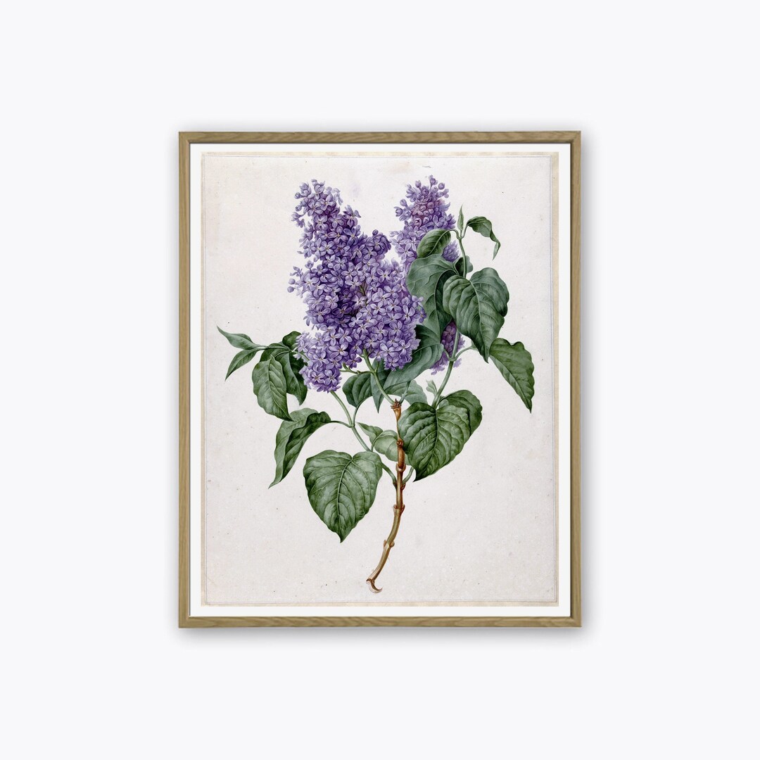 Lilac Flower Wall Art Print Lilac Painting Print Flower Illustration ...