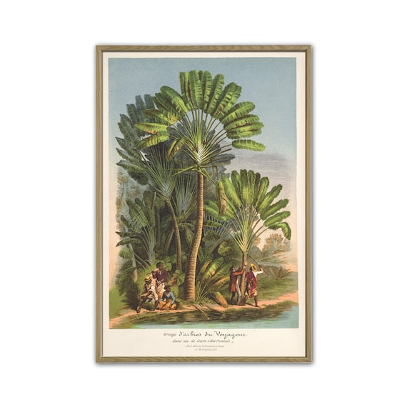 Palm Tree Wall Art Print Palm Tree Botanical Illustration - Etsy