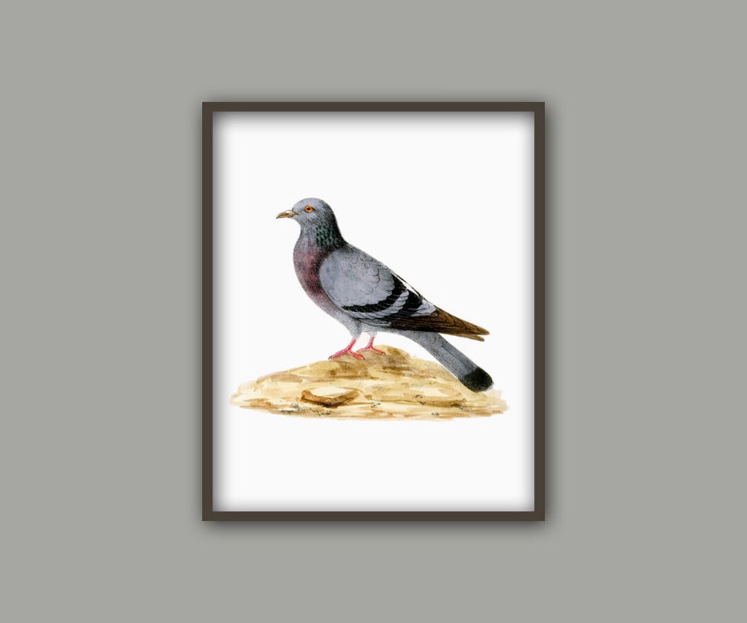 Dove Art Print, Dove Drawing Print, Dove Decor, Dove Bird Picture, Dove ...