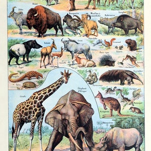 Safari Animal Print, Science Poster, Animals Vintage Illustration ...