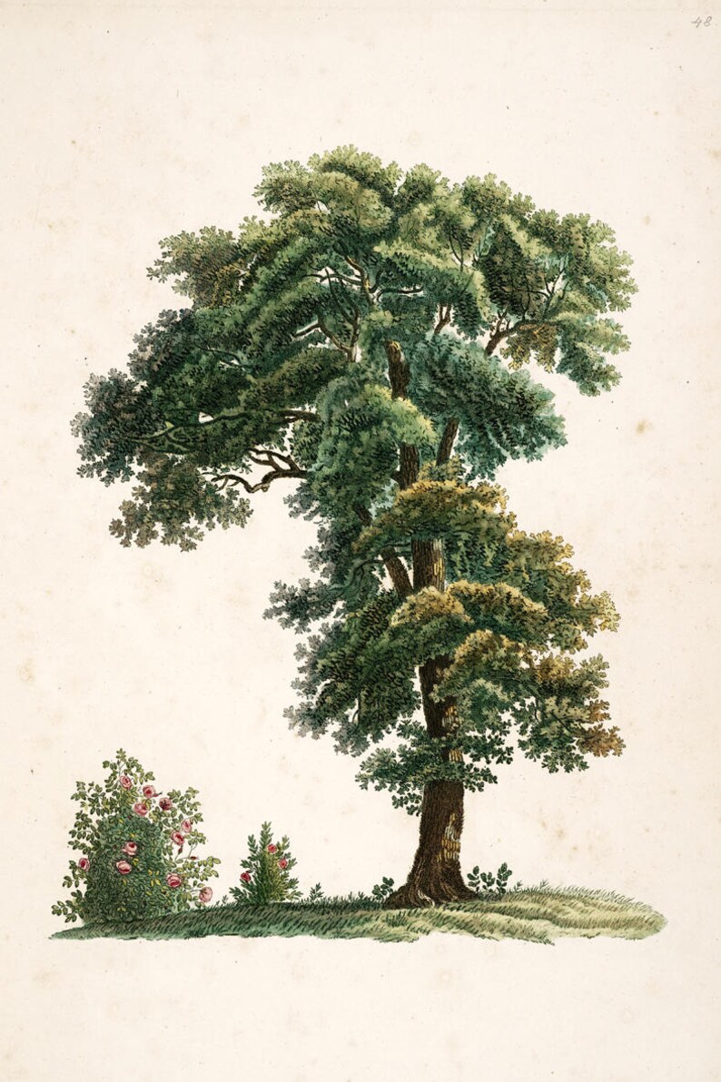 Oak Tree Print Botanical Home Decor Tree Wall Art Oak Tree - Etsy