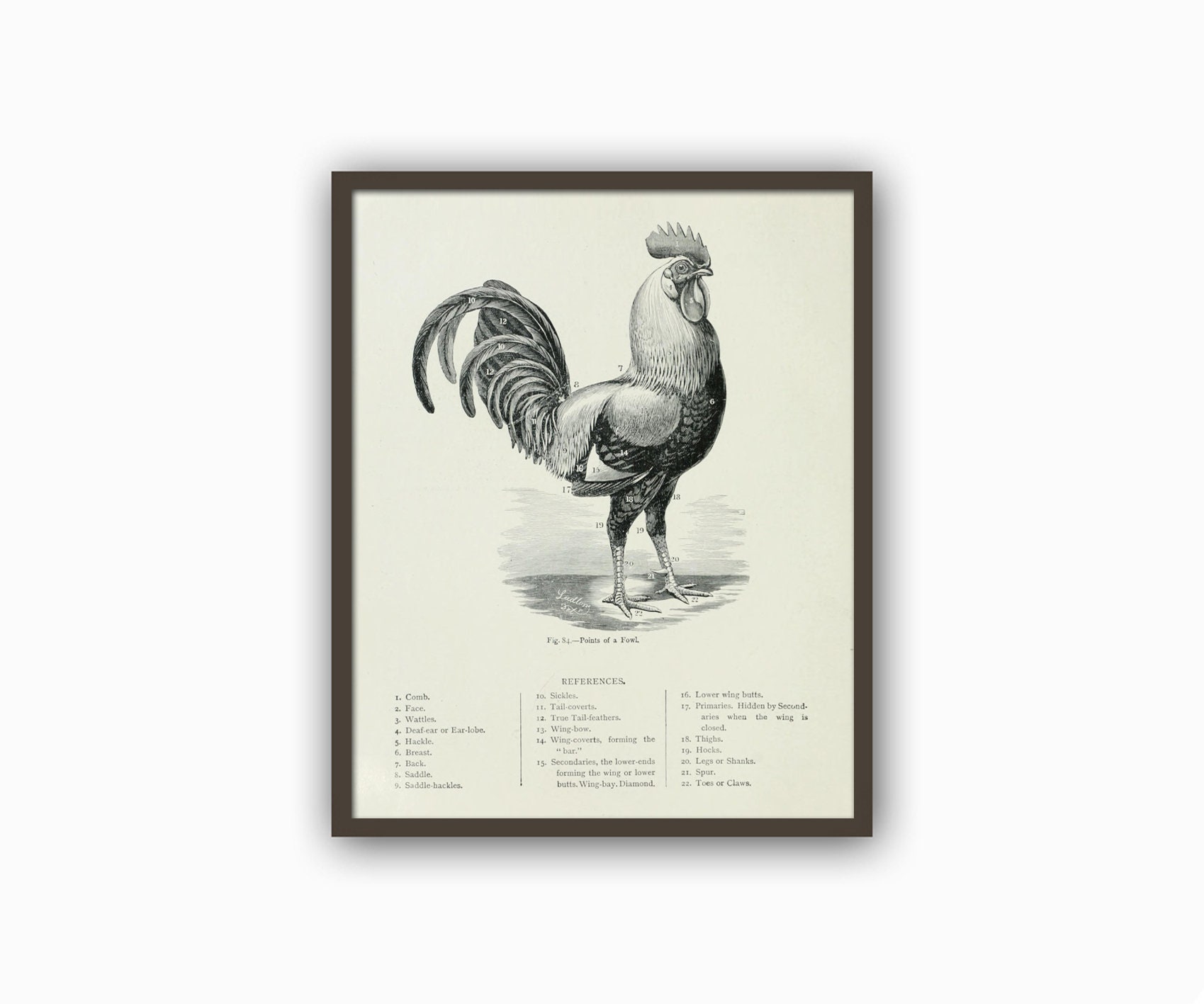 Rooster Bird Print Kitchen Wall Art Decor Farm House Decor | Etsy