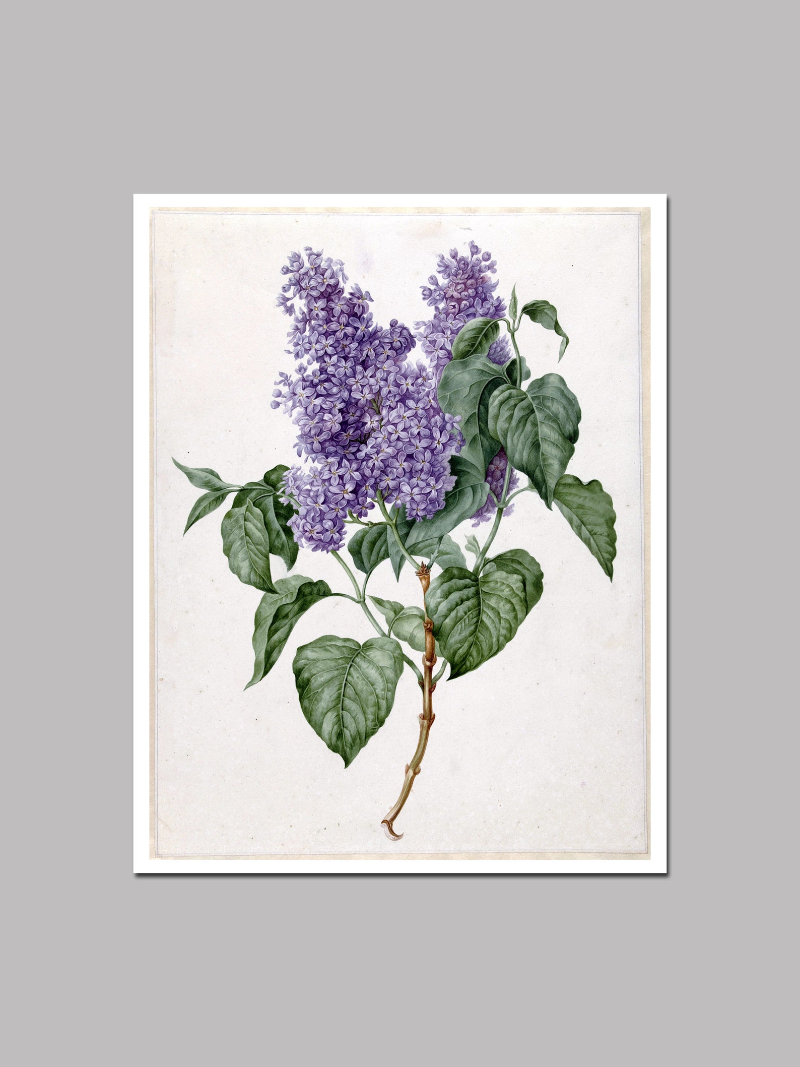 Lilac Flower Wall Art Print Lilac Painting Print Flower - Etsy