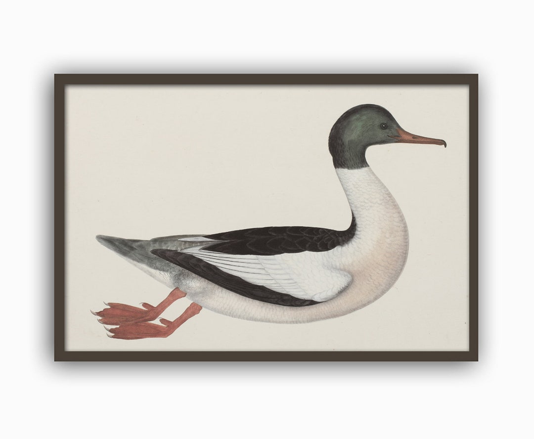 Duck Bird Print Wall Art Decor Living Room Decor Kitchen Decor Vintage ...