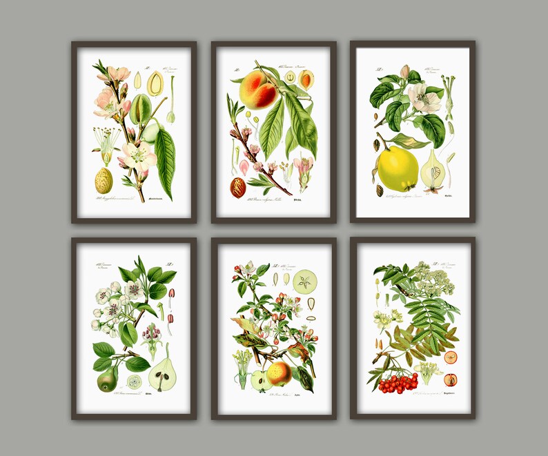 Fruit Art Print Set of 6 Botanical Fruit Home Decor Antique - Etsy