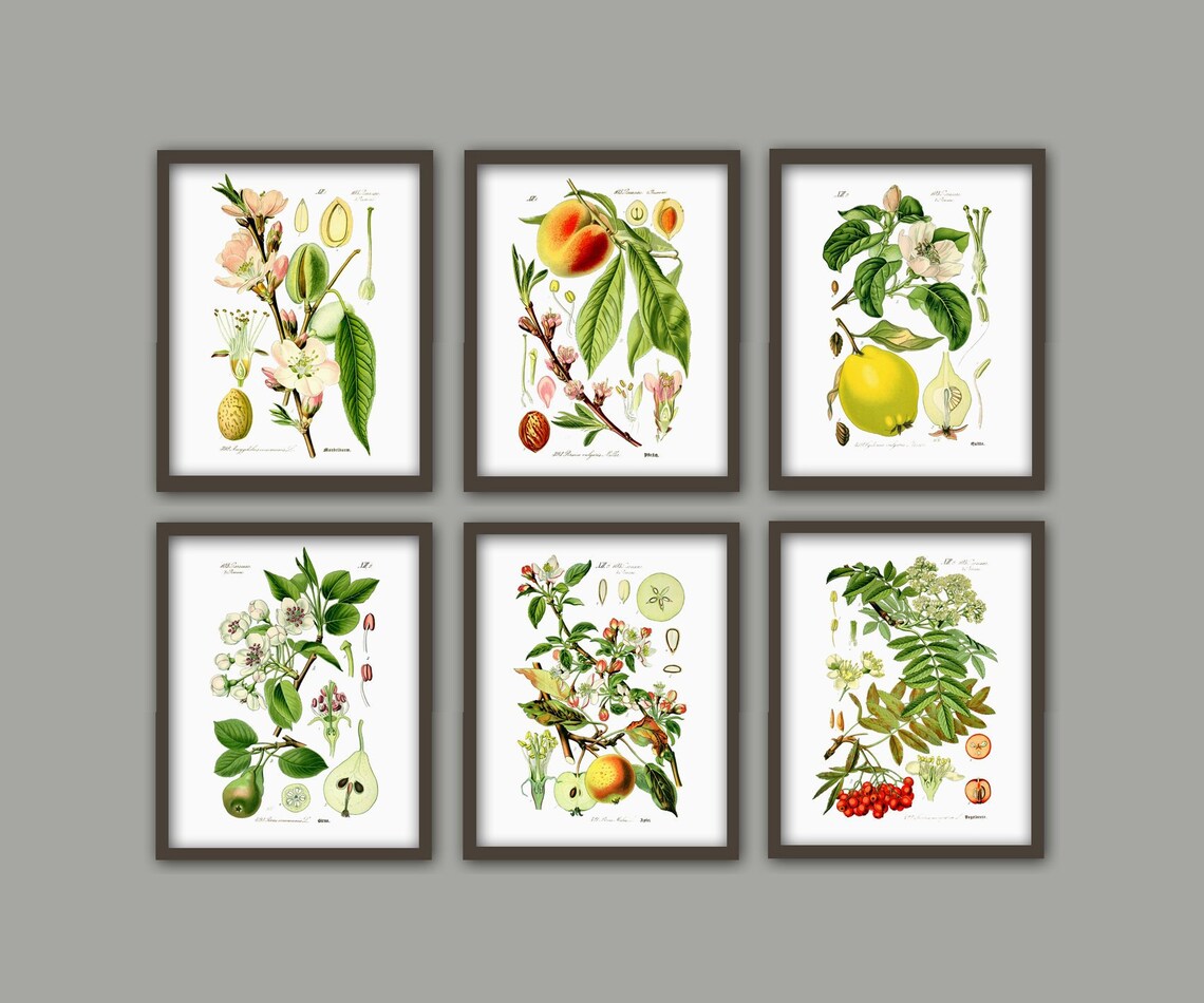 Fruit Print Set of 6 Kitchen Wall Art Decor Fruit Tree - Etsy
