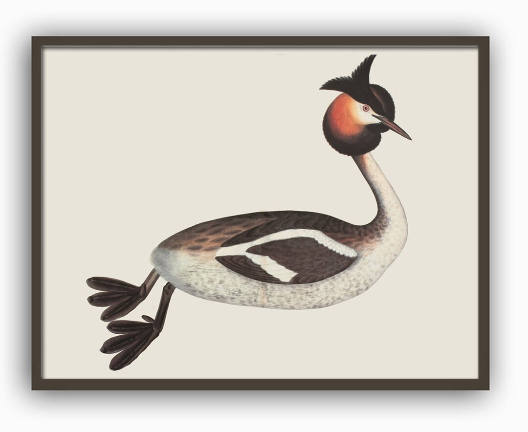 Bird Print Large Wall Art Decor, Water Bird Waterfowl Large Wall Art ...