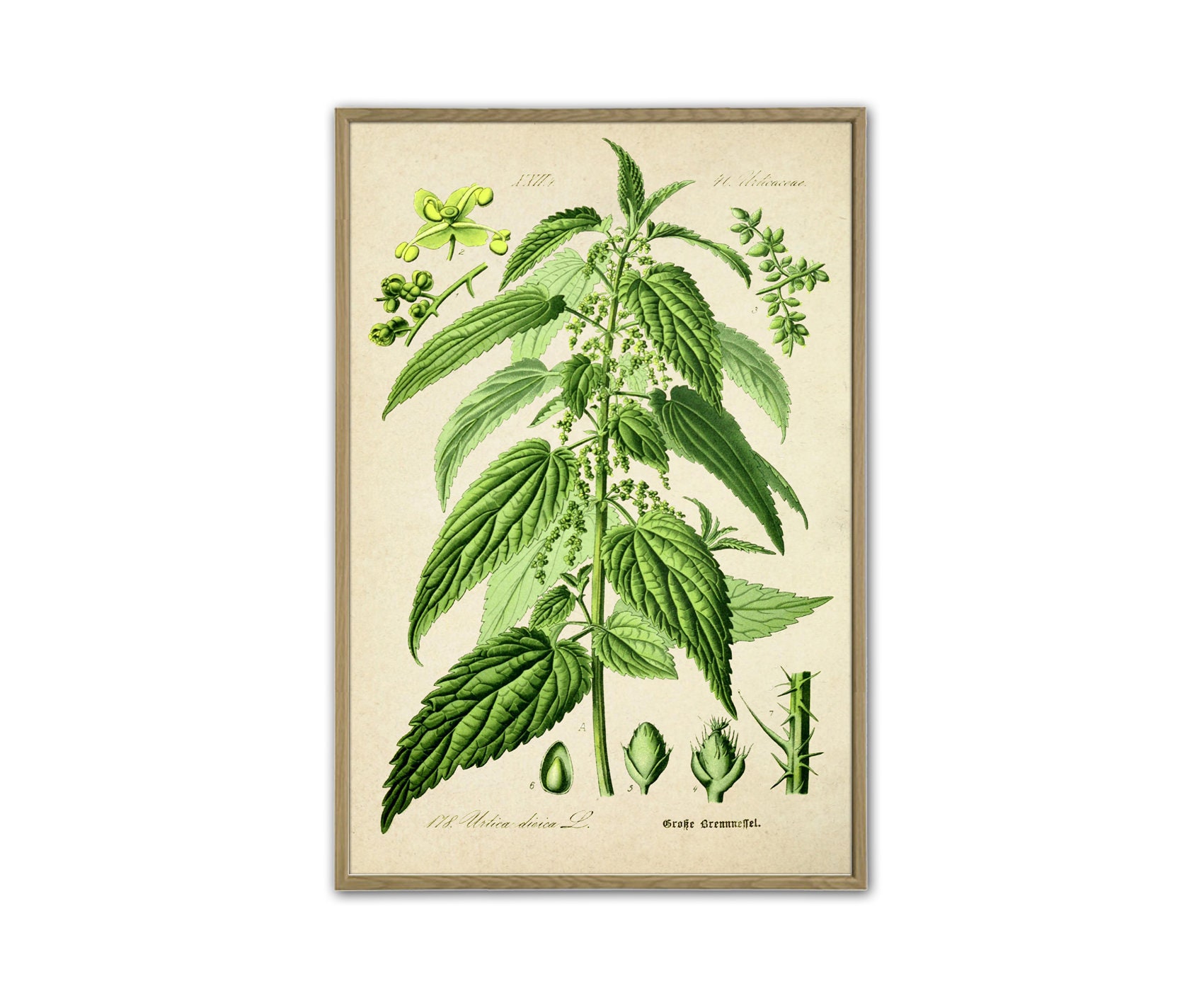 Nettle Print Botanical Illustration Green Plant Wall Art - Etsy