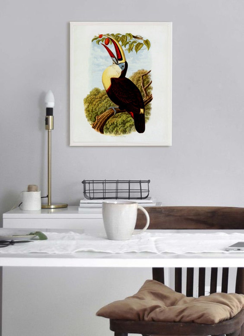 Toucan Bird Print, Bird Poster, Bird Wall Art Decor, Tropical Bird and ...