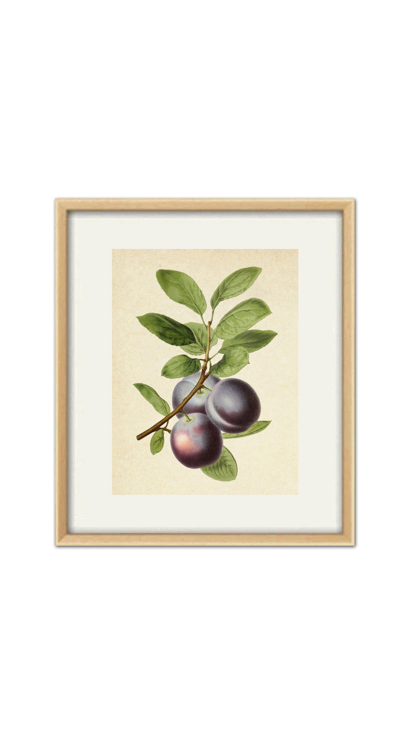 Fruit Print Set Botanical Prints Vintage Art Botanical Plum - Etsy