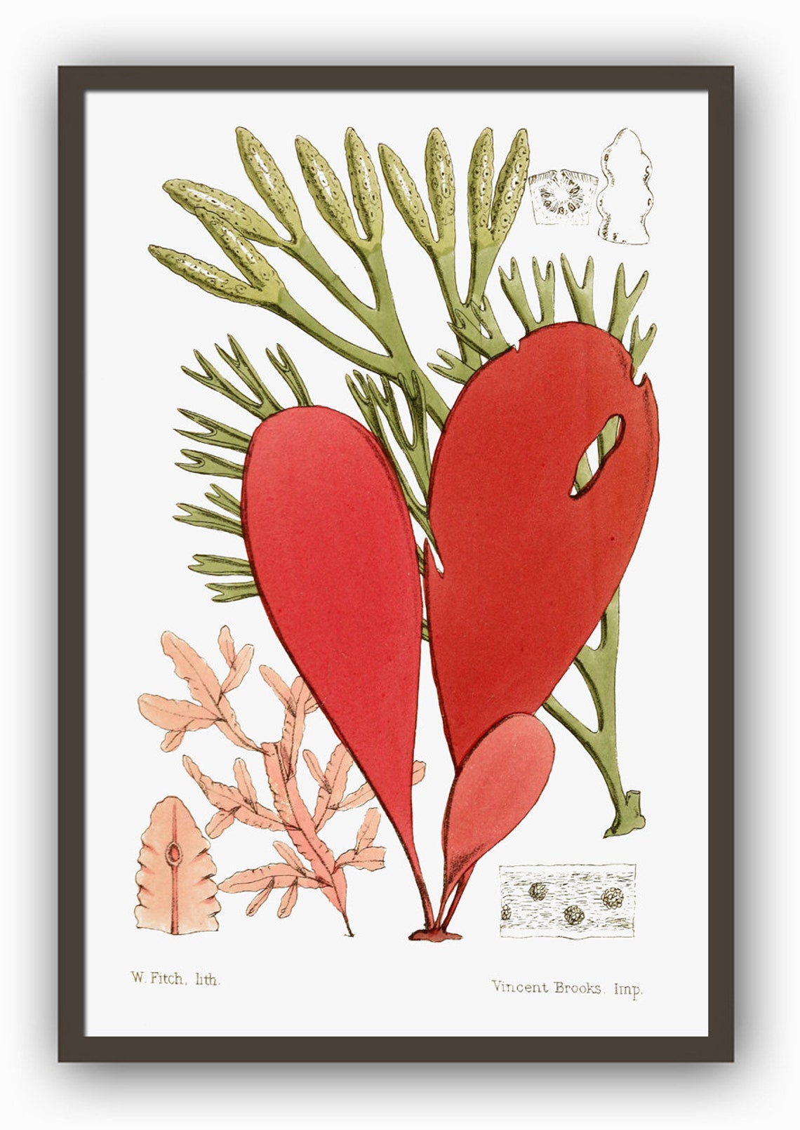 Seaweed Print, Algae Poster, Nautical Decor, Marine Botanical Print ...