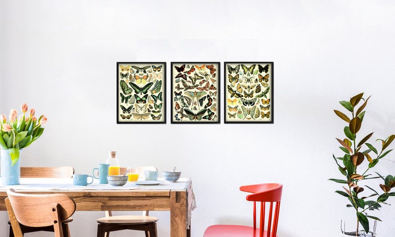 Butterfly Print Insect Science Poster Entomology Print Set - Etsy