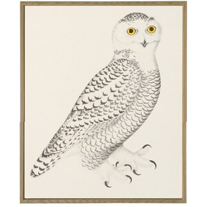 Snowy Owl Print, Bird Print, Bird Vintage Illustration, Large Wall Art ...