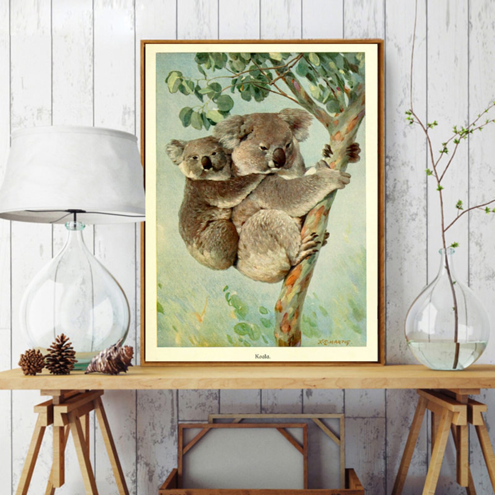 Koala Bear Print Australian Animal Picture Animals Wall Art - Etsy