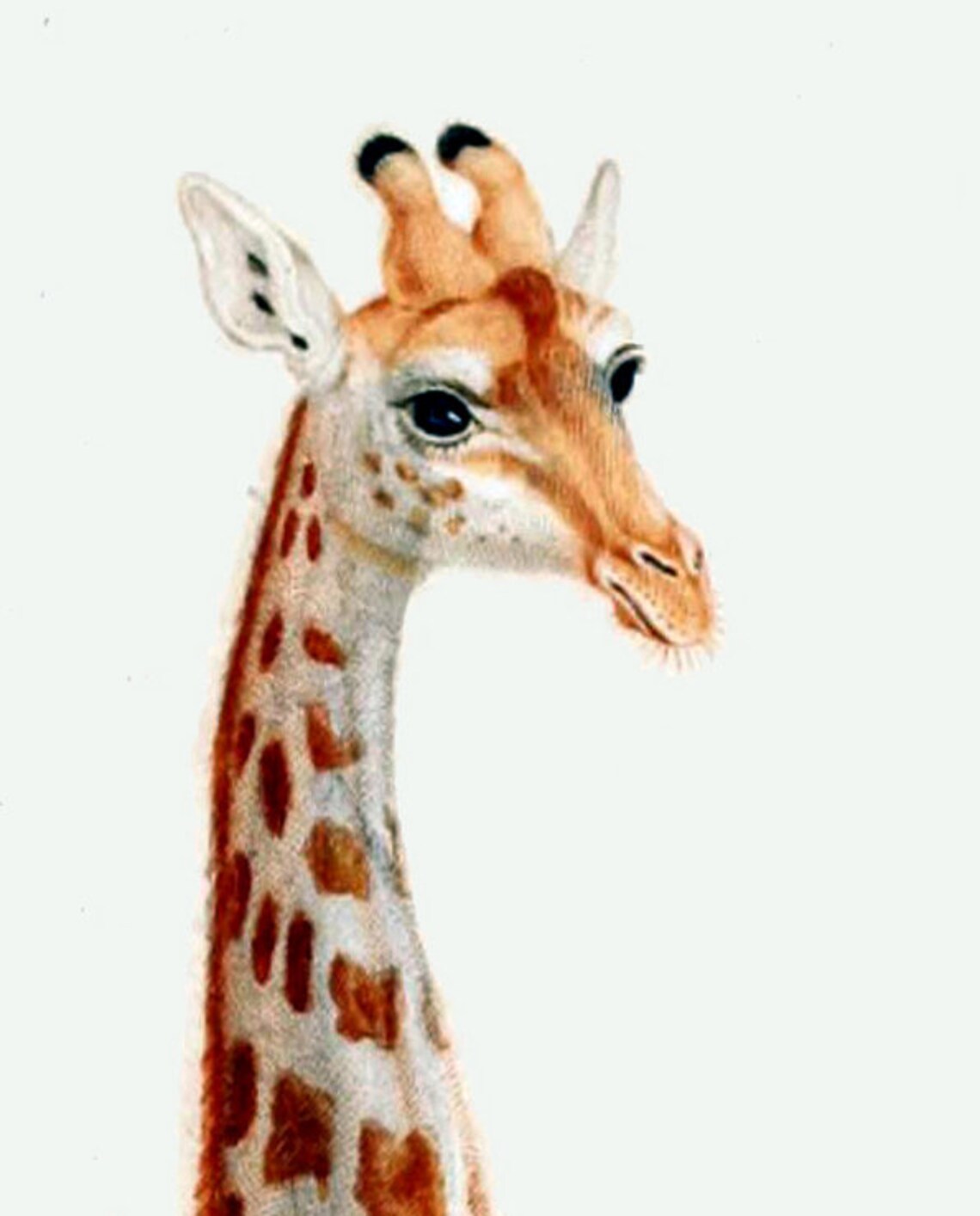 Giraffe Art Print African Animal Art Safari Animals Antique | Etsy