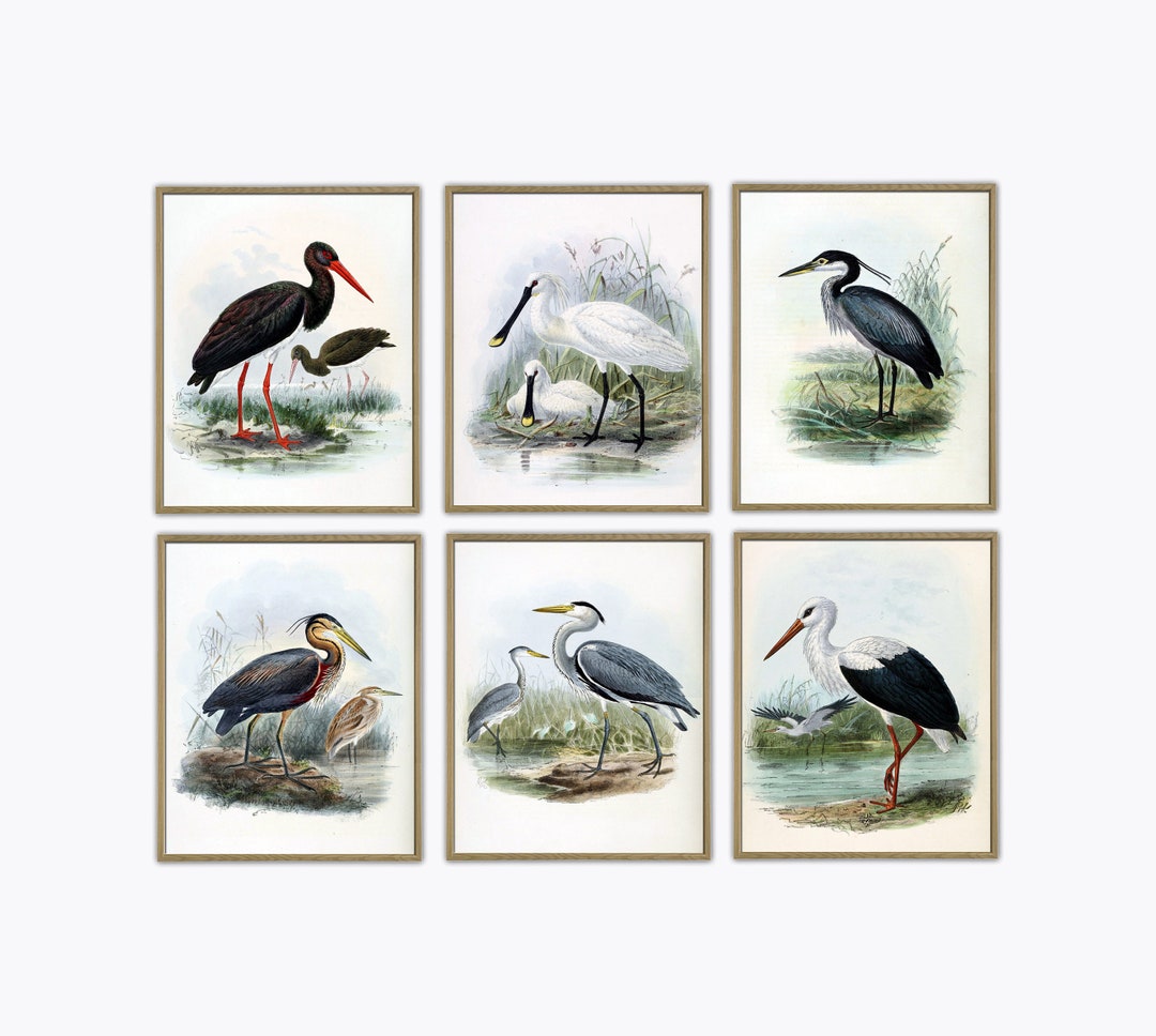 Birds Print Set of 6, Vintage Bird Illustration, Ornithology Poster ...